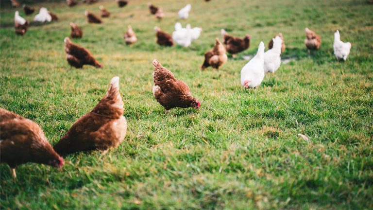 Dự án Thiết Kế Thương Hiệu DABACO GROUP | Sao Kim Branding