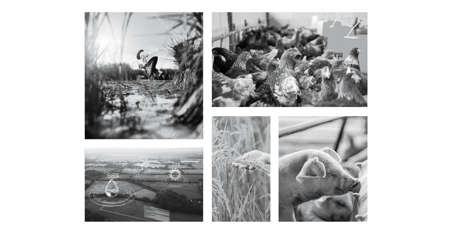 Dự án Thiết Kế Thương Hiệu DABACO GROUP | Sao Kim Branding