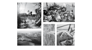 Dự án Thiết Kế Thương Hiệu DABACO GROUP | Sao Kim Branding