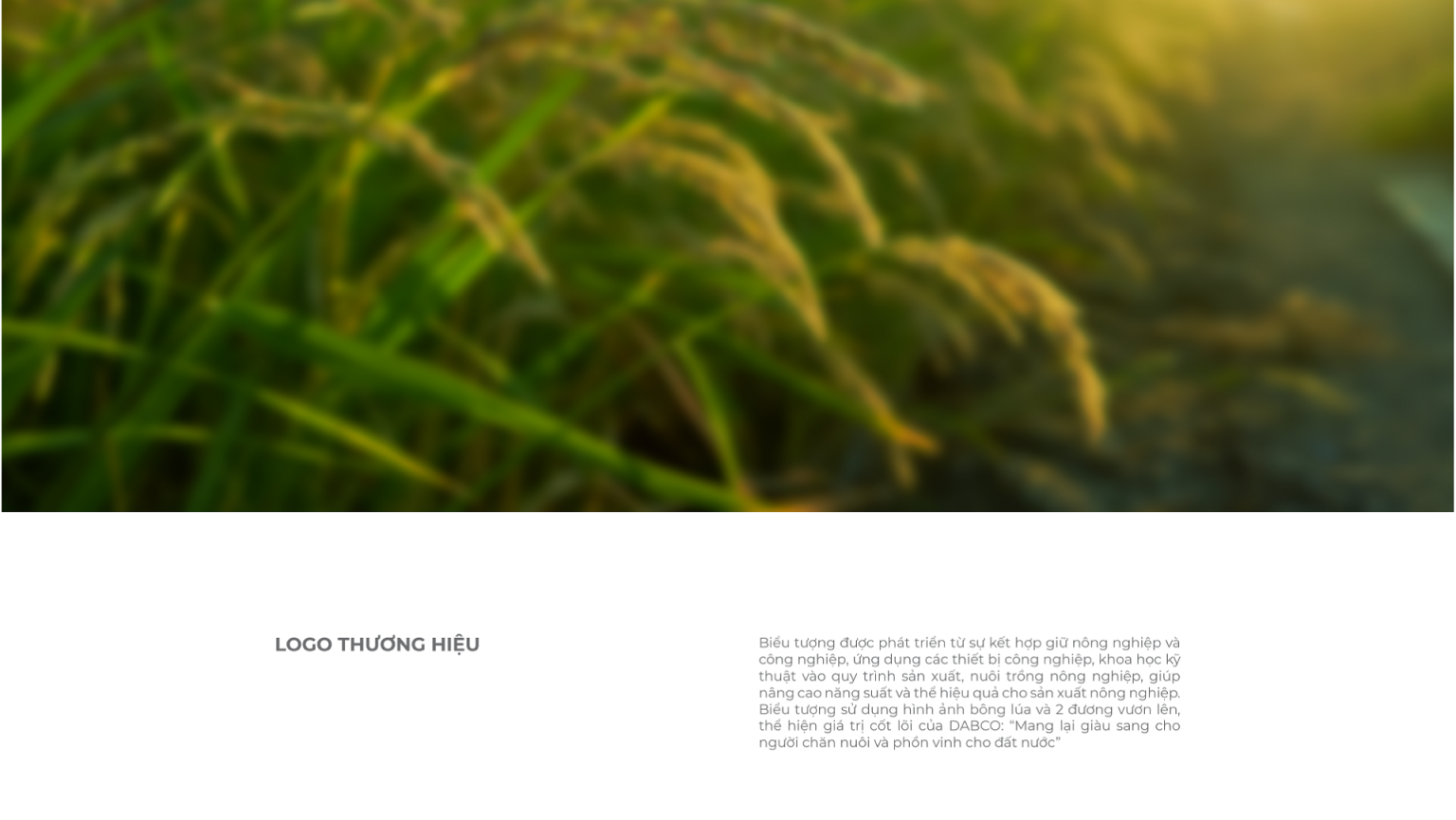 Dự án Thiết Kế Thương Hiệu DABACO GROUP | Sao Kim Branding